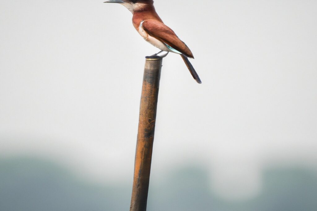 17 Aves Raras y Extrañas: Descubre su belleza desconocida - Aves Mundo