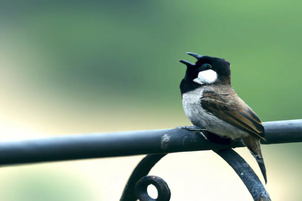 14 Aves Que Anidan En Árboles (Descúbrelas) - Aves Mundo