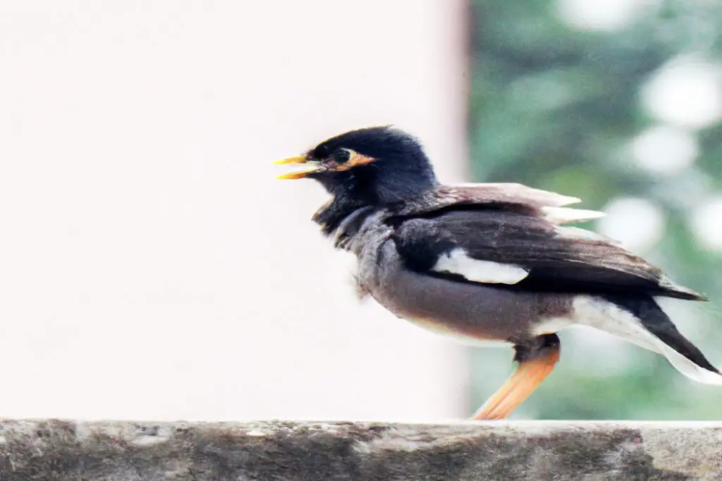 4 Aves De Gran Tamaño: ¡Descubre su majestuosidad! - Aves Mundo