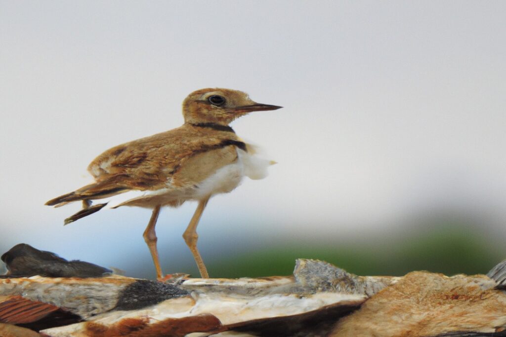 6 Aves que realizan vuelos en formación de flecha - Aves Mundo