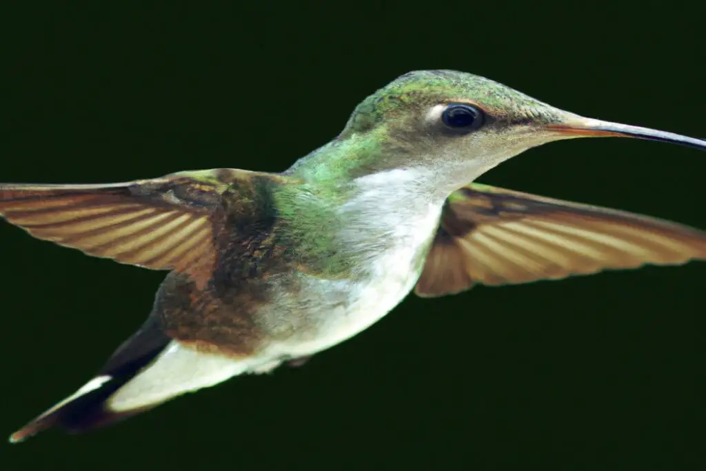 ¿Cuál es la relación entre los colibríes y la coevolución con las ...