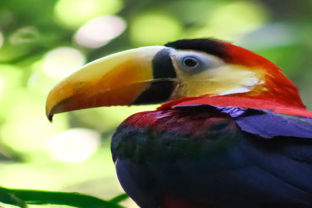 10 Aves Tropicales de Asia - Aves Mundo