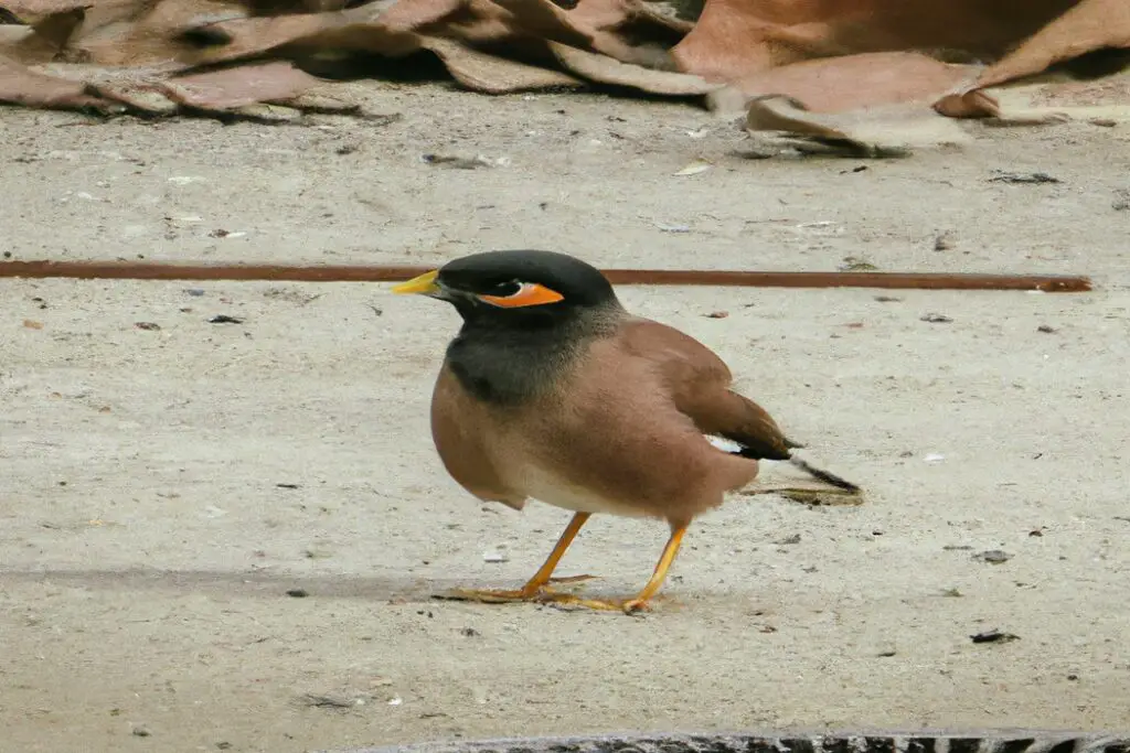 6 Aves Que Hacen Viajes Largos ¡Increíble! - Aves Mundo