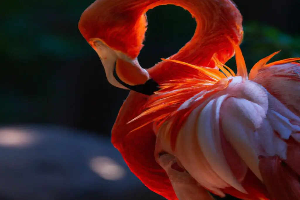 ¿Qué Comen los Flamencos? - Aves Mundo