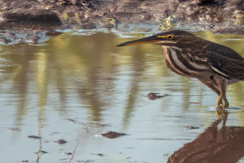 10 Aves de Humedales: ¡Descubre su belleza natural! - Aves Mundo