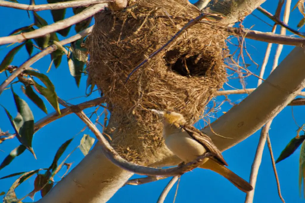 10 Aves Que Construyen Nidos ¡Descúbrelo ahora! - Aves Mundo 10 Aves Que Construyen Nidos ¡Descúbrelo ahora! - Aves Mundo