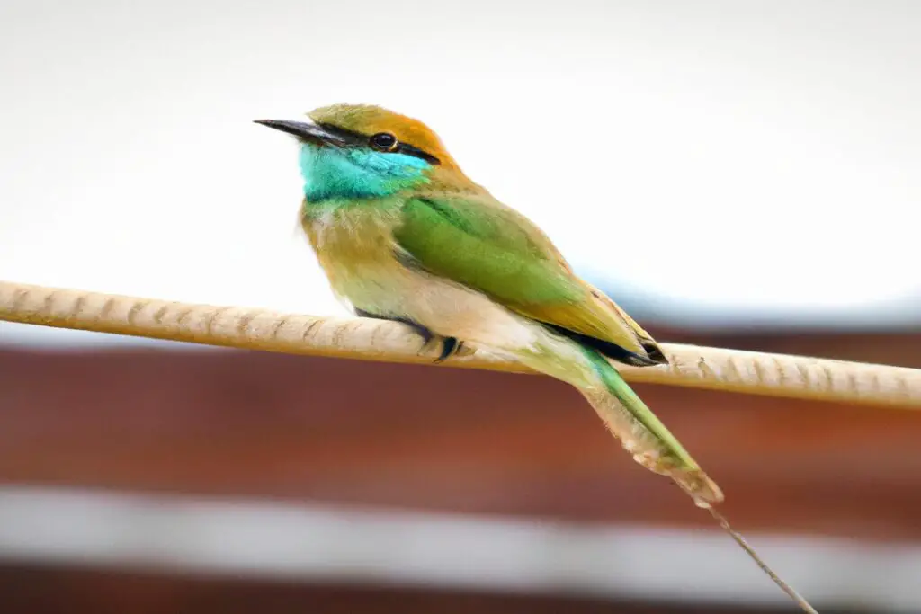 22 Aves Nativas de Asia - Aves Mundo