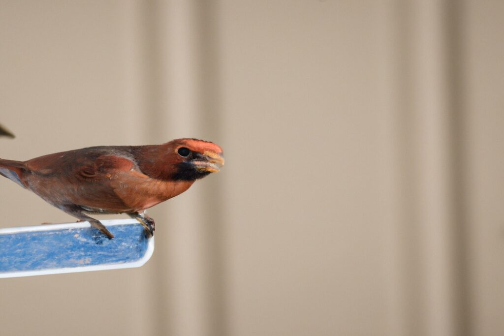 ¿Qué otras aves comparten el hábitat con los cardenales? - Aves Mundo