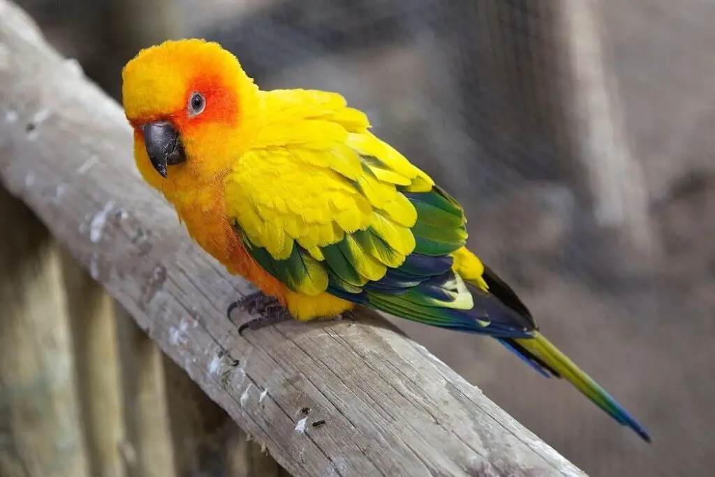 Qué Frutas y Verduras Les Gustan a los Pericos - Aves Mundo