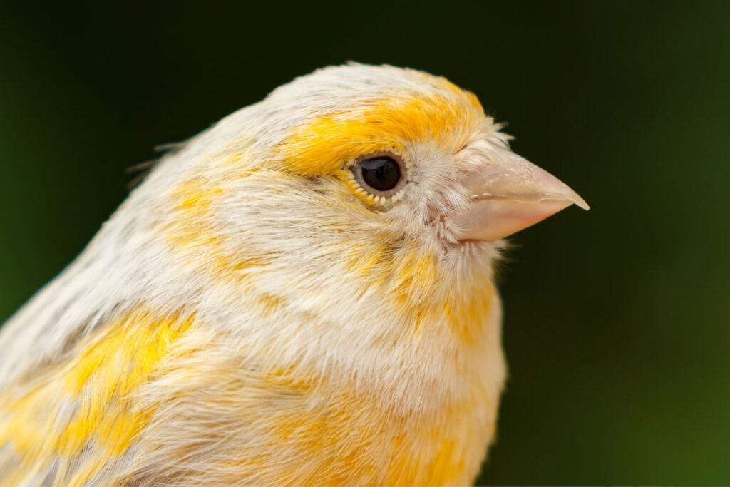 Canarios American Singer: Características y cuidados - Aves Mundo
