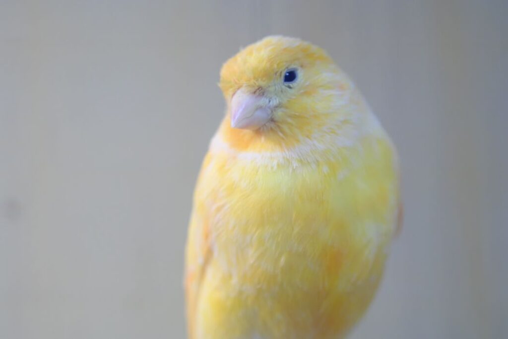 Canarios de colores: Variedades y cuidados - Aves Mundo