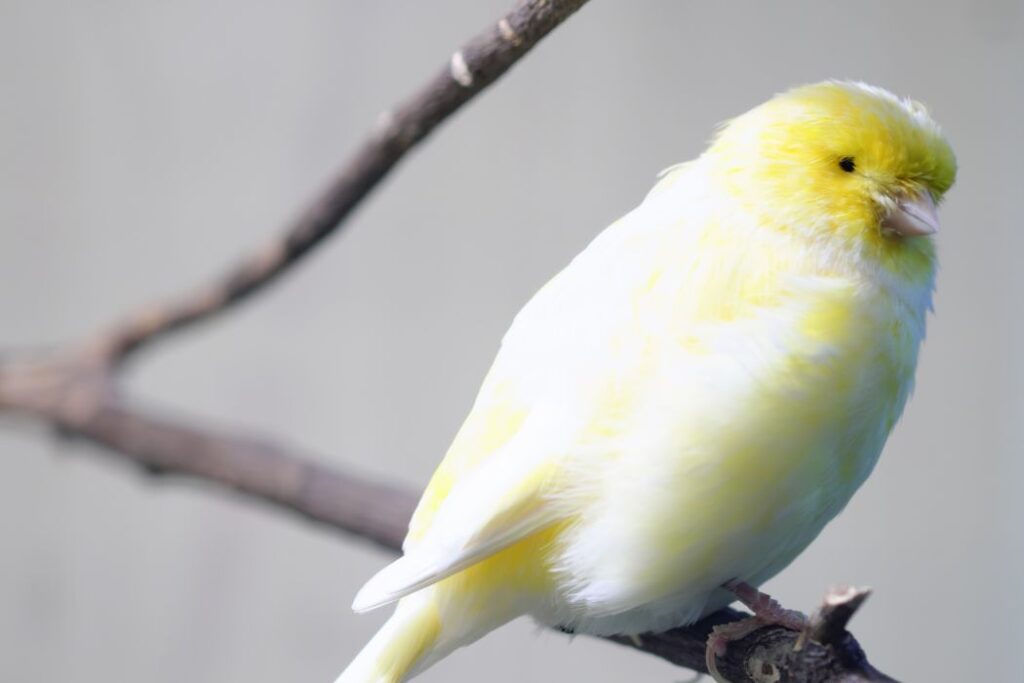 Canarios Gloster: Mutaciones y colores - Aves Mundo