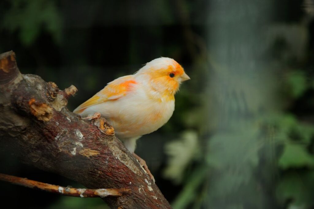 Cómo elegir un buen Canario para la cría - Aves Mundo