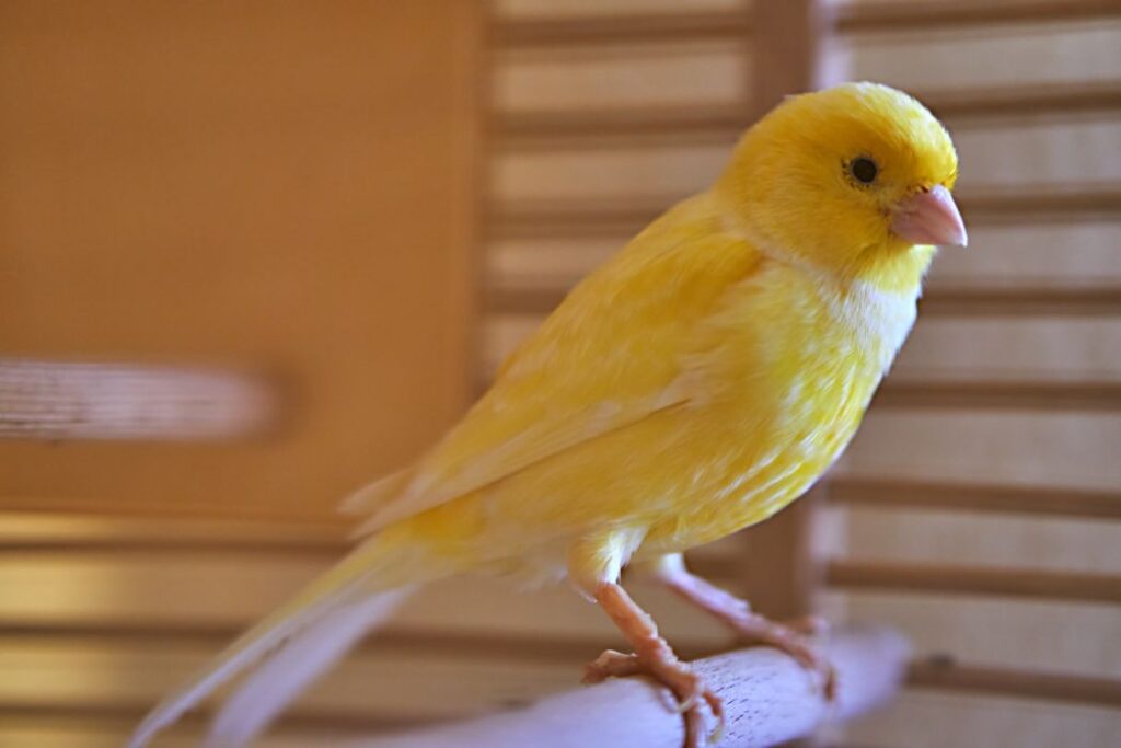 Canarios de colores: Variedades y cuidados - Aves Mundo