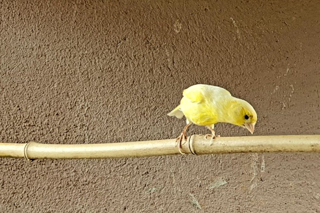 Cómo entrenar a un Canario para hablar - Aves Mundo