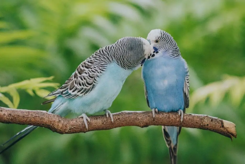 Consejos para Lograr que un Perico Sea Cariñoso Contigo - Aves Mundo