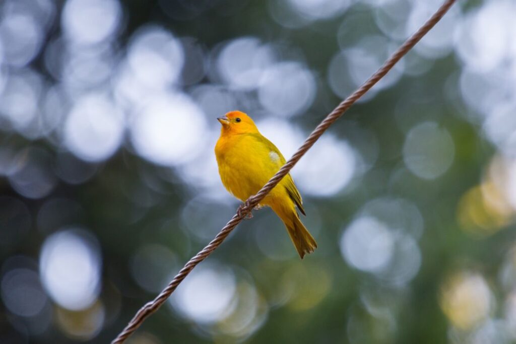 Canario Amarillo Intenso: Características y cuidados - Aves Mundo