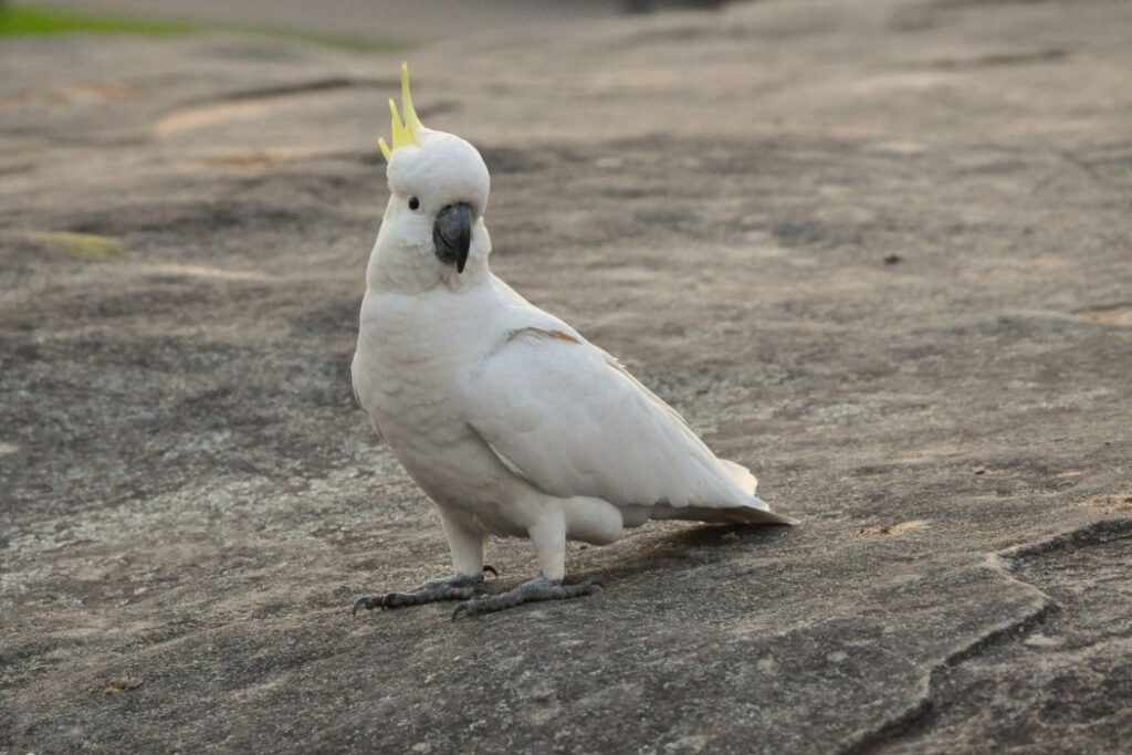 Alimentación adecuada para cacatúas - Aves Mundo