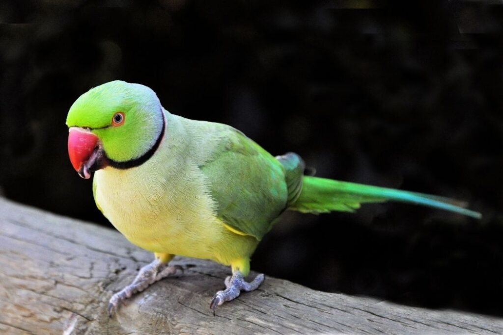 Cuáles Son los Mejores Juguetes para Pericos - Aves Mundo