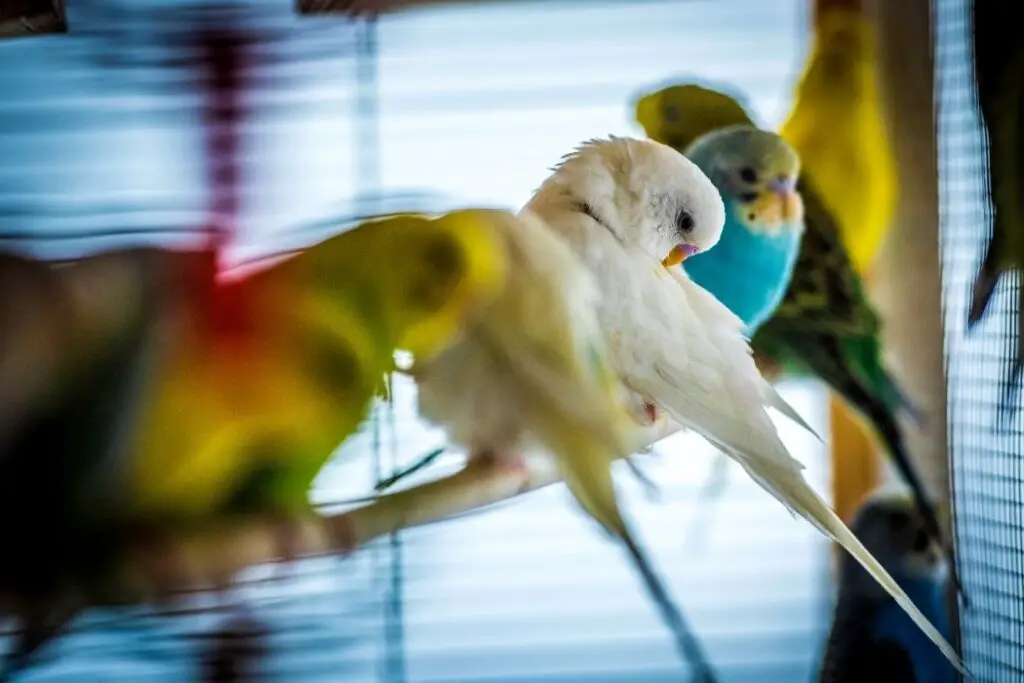 Pericos Rescatados: Historias Inspiradoras - Aves Mundo