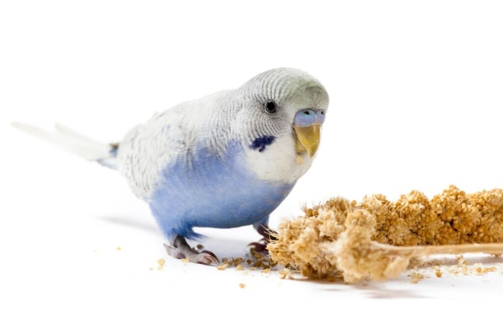 Pericos y Plantas Tóxicas: Una Advertencia - Aves Mundo