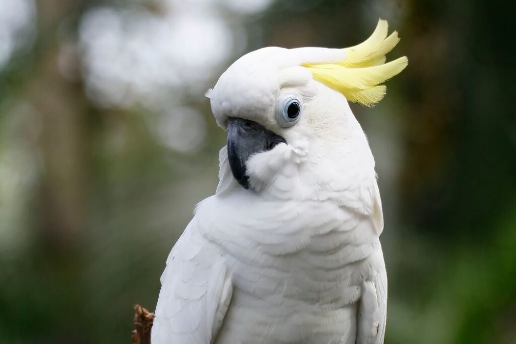 Tipos de cacatúas como mascotas - Aves Mundo