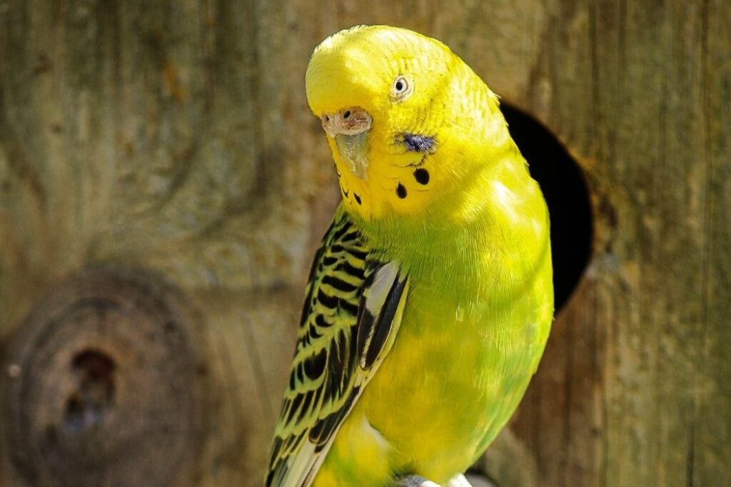 Cómo Ayudar a un Perico con Miedo - Aves Mundo