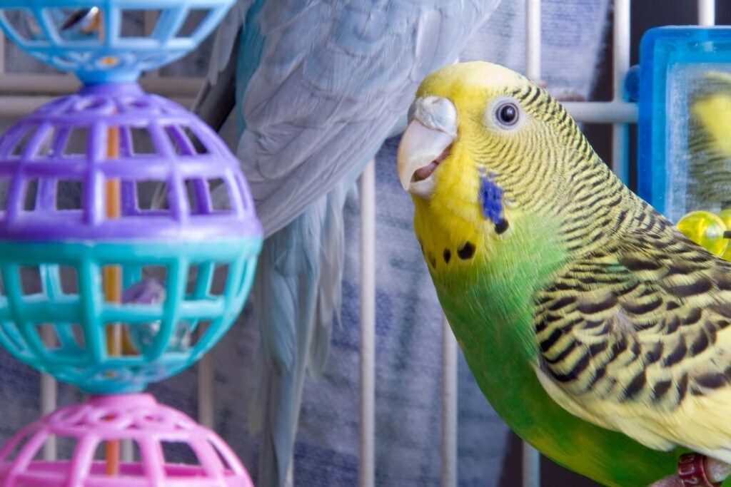 Cómo Enseñar Trucos Avanzados a Mi Perico - Aves Mundo