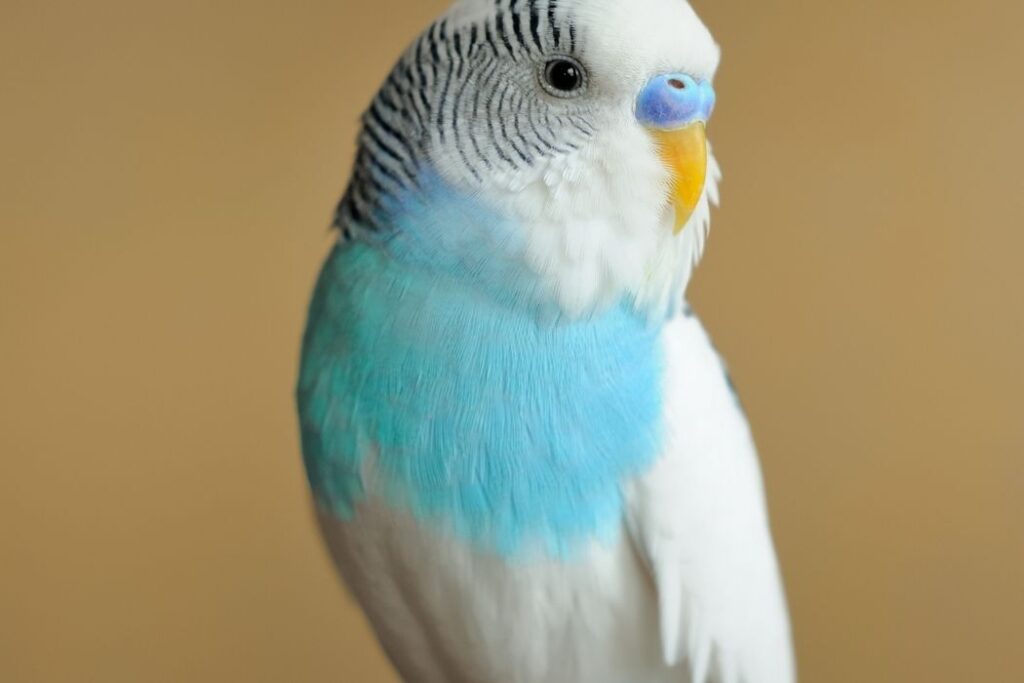 ¿Cuánto Tiempo Vive un Perico en Cautiverio? - Aves Mundo