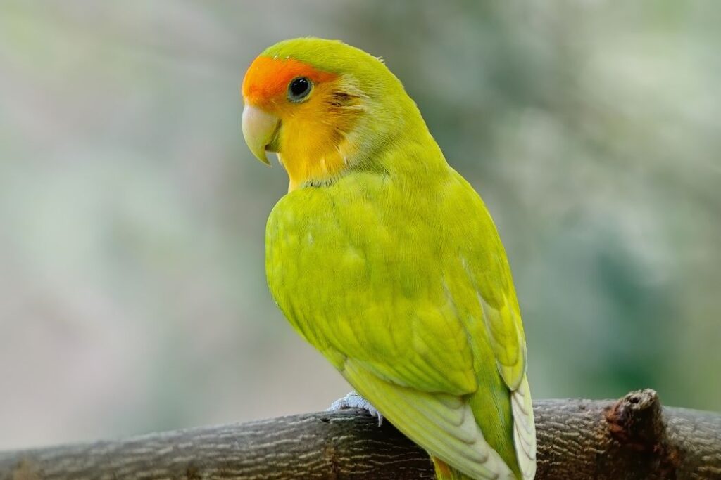 Especies de Loritos comunes en México - Aves Mundo
