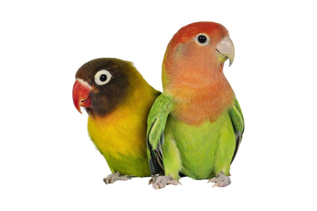 Loritos y su capacidad de reconocimiento facial - Aves Mundo