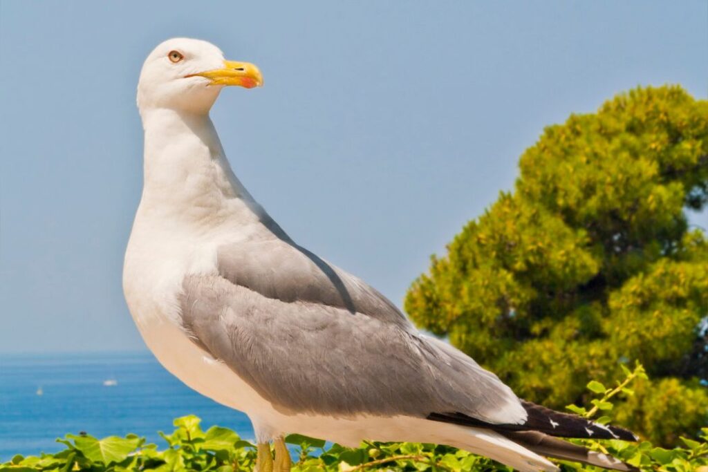 características de las gaviotas - Aves Mundo