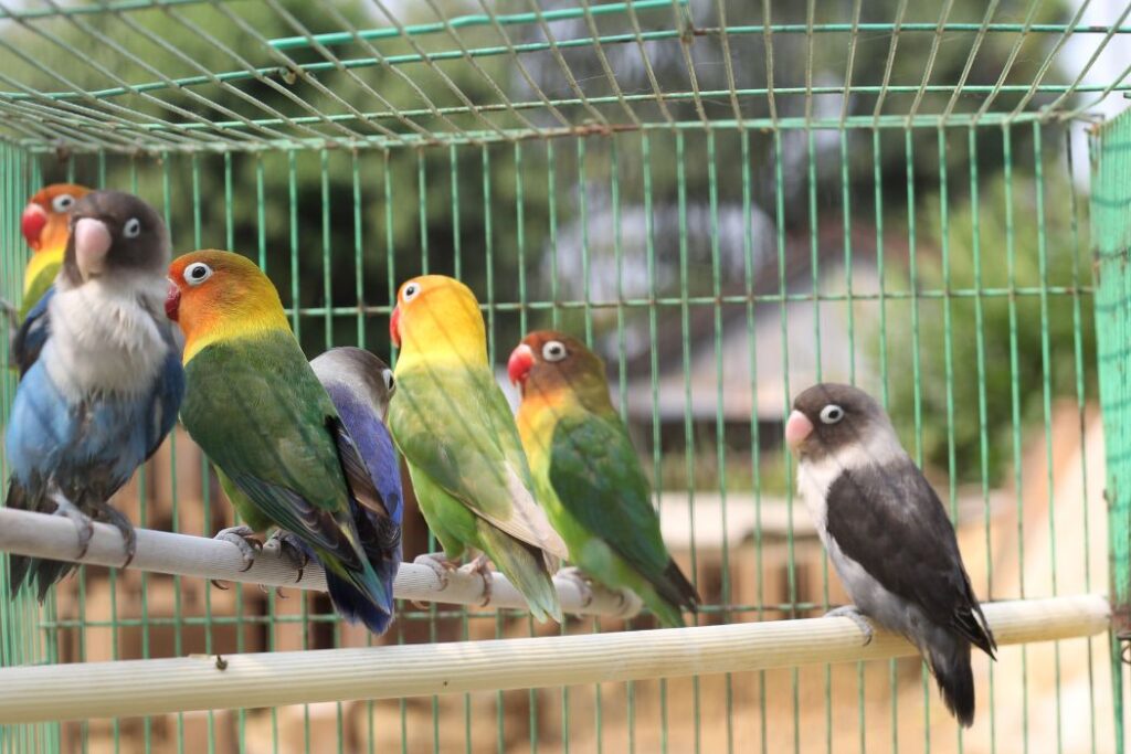 La importancia del juego para Loritos en cautiverio - Aves Mundo