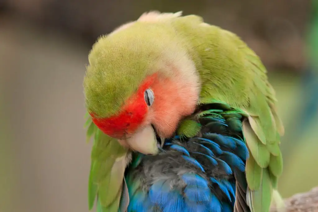 Rutina diaria recomendada para tu Lorito - Aves Mundo